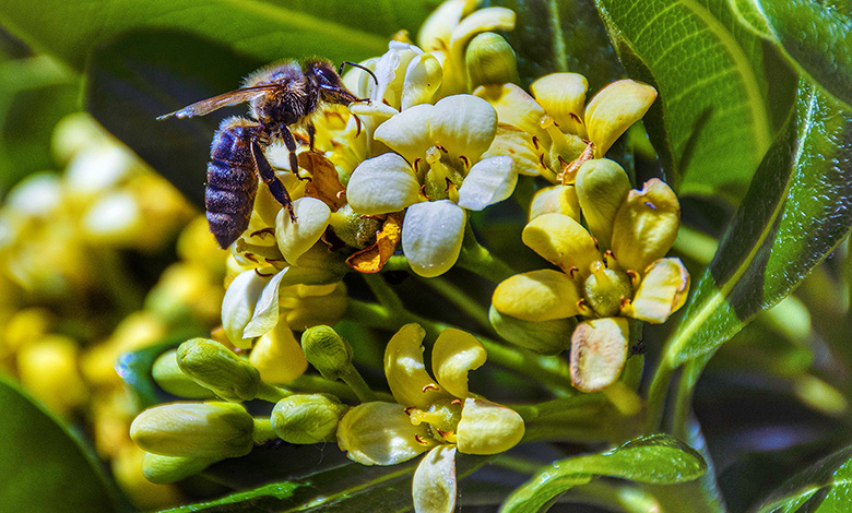 Svjetski je dan pčela - Akademski